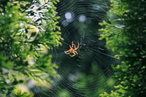 How to Keep Spiders Out of a Camper